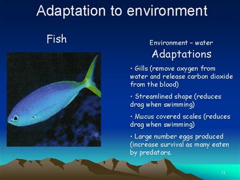 Adaptation To Environment 1 Adaptation To Environment Adaptation