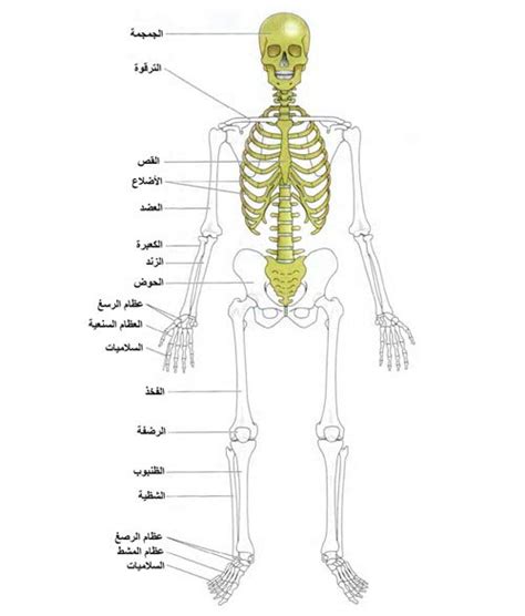 الجهاز الهيكلي