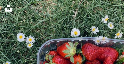 딸기 바구니 사진 Unsplash의 무료 과일 이미지