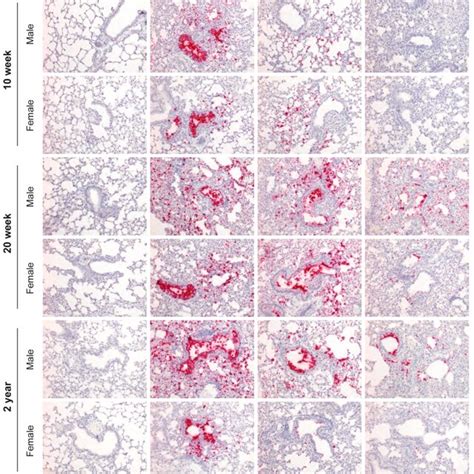 Sars Cov 2 Specific Rna Ish Of 10 Wk Old 20 Wk Old And 2 Yr Old Mice Download Scientific