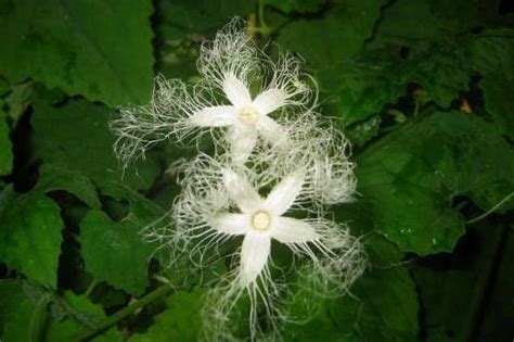 ウリ科Cucurbitaceae えるだまの植物図鑑