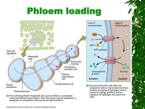 Does Phloem Transport Water At Jonathan Stiefel Blog