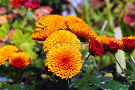 这是一朵美丽的粉红色菊花菊花高清图片下载 正版图片504321236 摄图网