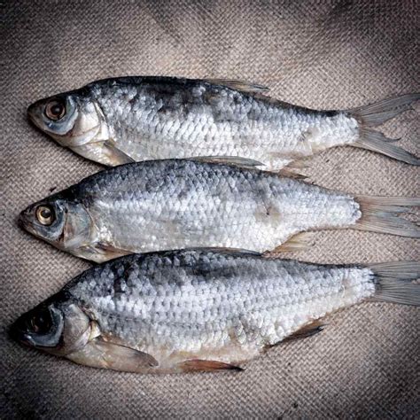 Как выглядит солитер в вяленой рыбе фото