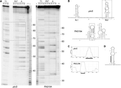 In Vitro And In Silico Analysis Of The Secondary Structure Of The Ptxs