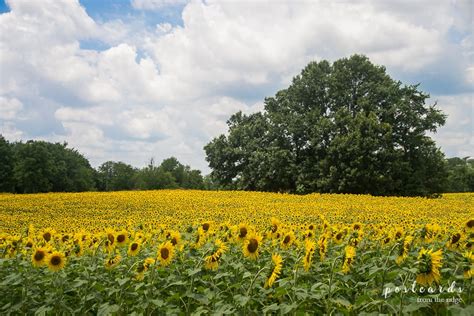 2024 Sunflower Fields At Knoxvilles Forks Of The River Wildlife