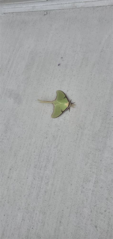 Ive Seen Leaf Bugs But Nothing With A Tail Like This And Red Legs Anyone Know R