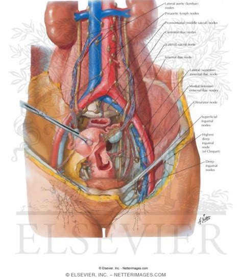 Groin Muscle Anatomy Female The Femoral Triangle Borders Contents