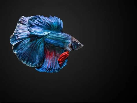 Unlock The Secrets Of Keeping Dragon Fish In Your Aquarium