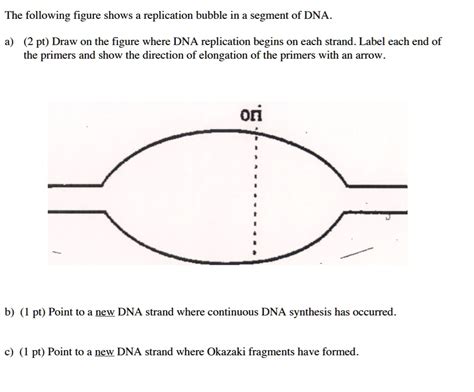 The Following Figure Shows Replication Bubble In A Segment Of Dna 2 Pt Draw On The Figure Where