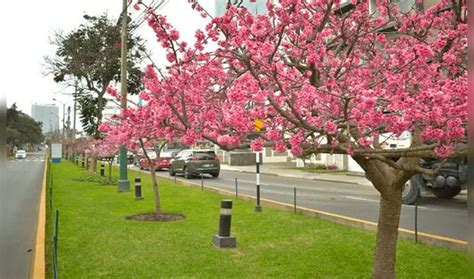 Primavera En Lima 2023 ¿cómo Será El Clima En Esta Nueva Estación