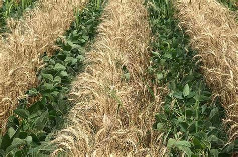 Mixed Farming