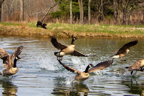 Canadian Geese Migration