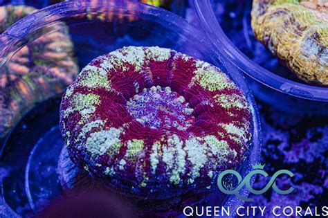 Red Jack Frost Scoly Wysiwyg Queen City Corals