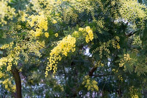 Identify Yellow Flowering Tree Best Flower Site