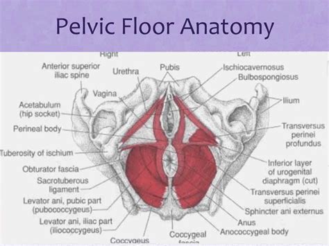 The Ultimate Guide Understanding Pelvic Floor Trigger Points With Diagrams