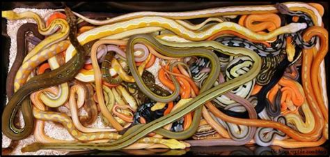 Reticulated Pythons The Science And Physiology Explained