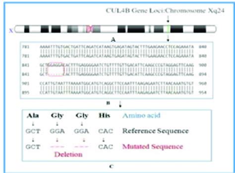 Schematics Representation Of Chromosome Loci Of Cul4b Gene On Xq24