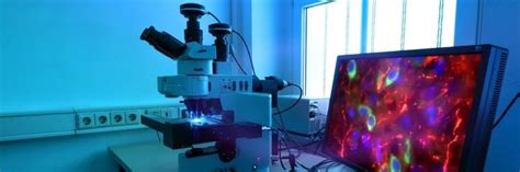 Nanoplex Fluorescencemicroscopy Biomedicalresearch Findlight