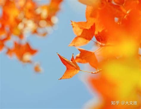 组图云南楚雄大姚的秋天太美了 知乎