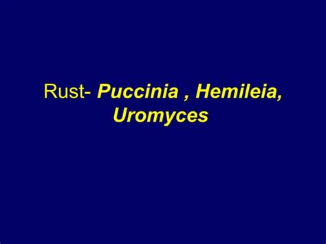 Wheat Rust Puccinia Sp Ppt