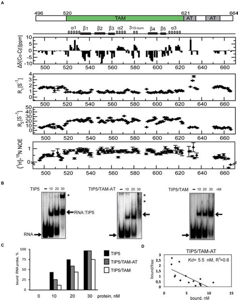Nmr And Biochemical Analysis Of Rna Binding By The Tip5tam Domain A Download Scientific
