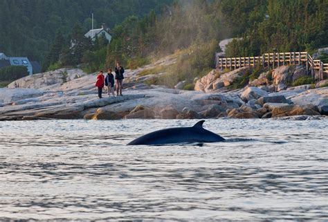 Best Things To Do In Quebec Lets Go Whale Watching In Tadoussac