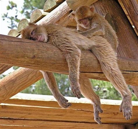 Massage Monkeys Funny Pictures Of Animals