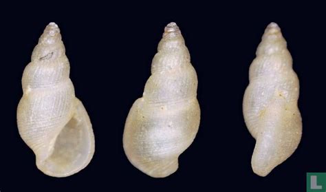 Rissoina Evanida Schelp Lastdodo