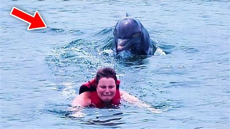 აი რატომ უნდა ეშინოდეს მსოფლიოს დელფინის Youtube