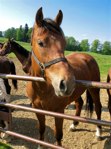 푸른 들판에 있는 갈색 말 무료 스톡 사진 Freeimages