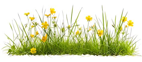 Yellow Grass Pngs For Free Download