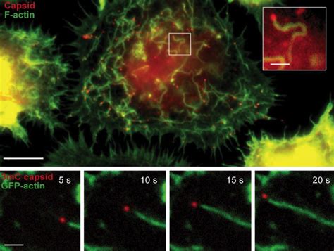 The Baculovirus Replication Cycle Effects On Cells And Insects Baculovirus Molecular Biology