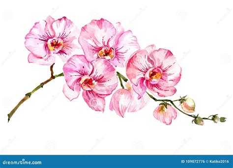 Pink Moth Orchid Phalaenopsis Flower On A Twig Isolated On White