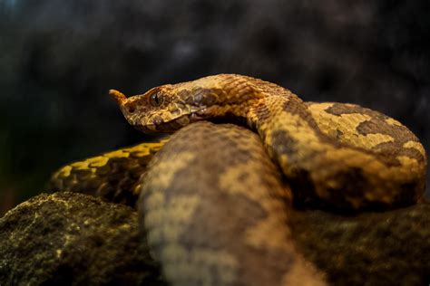 2000 Free Snake Hiss And Snake Photos Pixabay