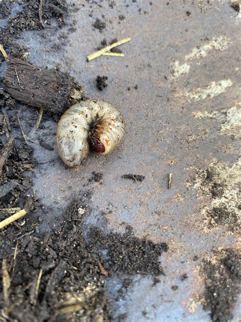 Keep Finding These Bugs In My Garden Bed R Whatsthisbug