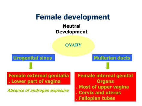 PPT Intersex PowerPoint Presentation Free Download ID