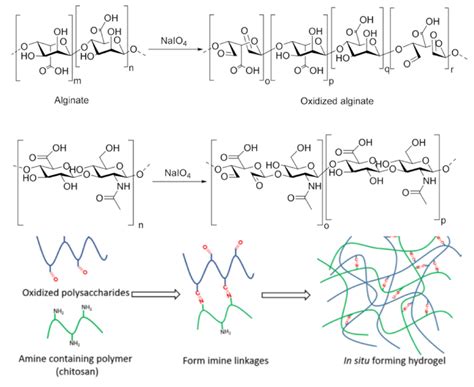 Periodate Oxidation Of Polysaccharides Exemplified On Two Of The Most Download Scientific