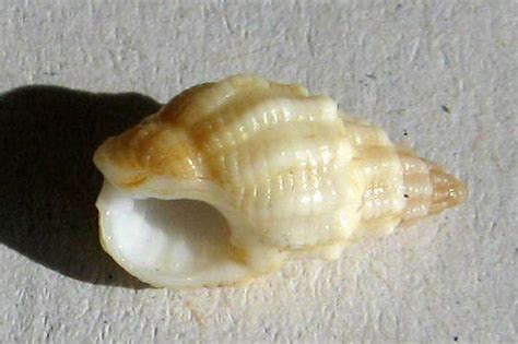 Nassarius Nodicinctus A Adams 1852 Shells MuŠle Lastury