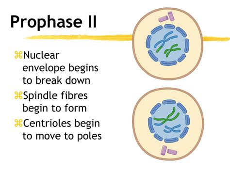 Prophase 2 Meiosis