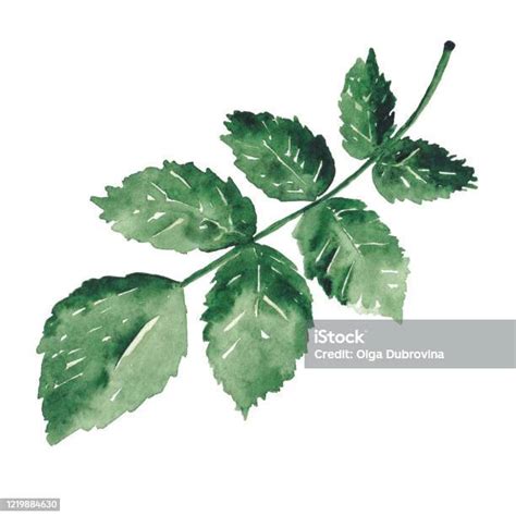 나무의 수채화 잎의 그림입니다 흰색 배경에 단풍 요소의 손으로 그린 단일 개체 착색 된 밝은 잎 0명에 대한 스톡 벡터 아트 및 기타 이미지 Istock