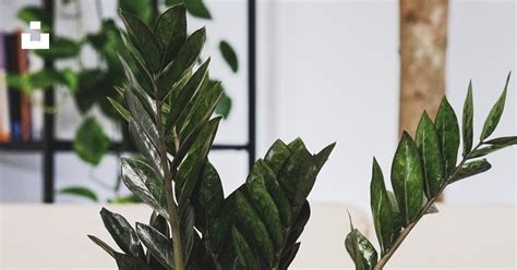 테이블 위에 앉아 있는 화분 사진 Unsplash의 무료 플라윌 이미지