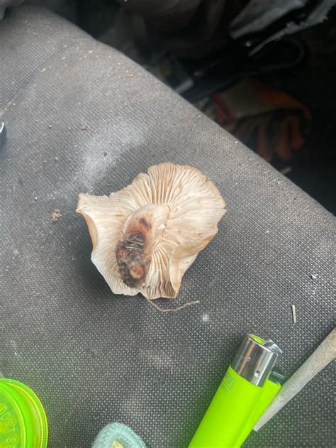 Magic Mushroom Idenfity Rshroomid