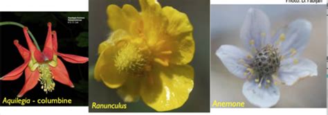 Bot 321 Midterm 2 Flashcards Quizlet