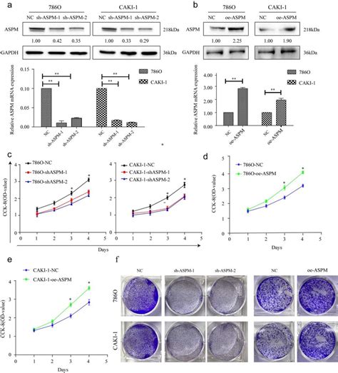 Portrays The In Vitro Proliferation Capability Of Aspm Stimulated Rcc Download Scientific