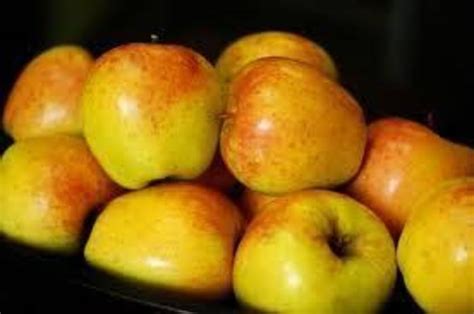 Malus Domestica Candy Crisp Candy Crisp Apple Randd Wholesale Nursery