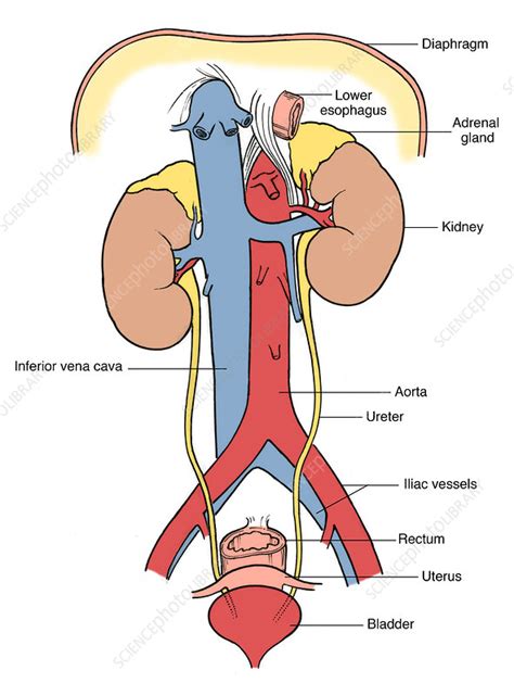 Illustration Of Female Urinary System Stock Image F0315340