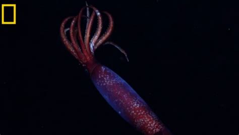 영상 세계 최초로 촬영된 희귀 오징어 수천m 심해에서 산 채로 처음 발견” 포착
