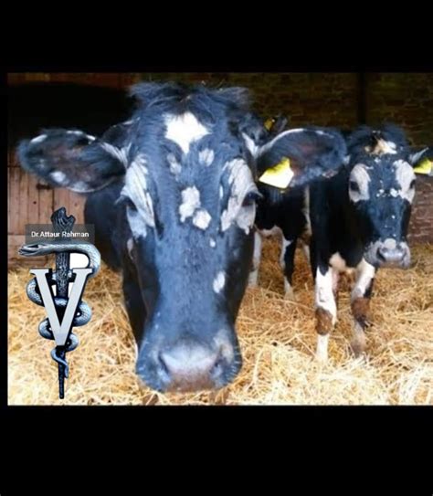 Ringworm Ringworm Is One Veterinary Clinic Facebook