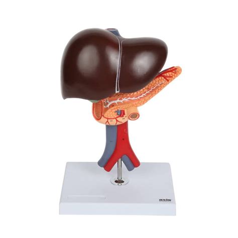 Model Of Human Liver Pancreas And Duodenum Paper Corner